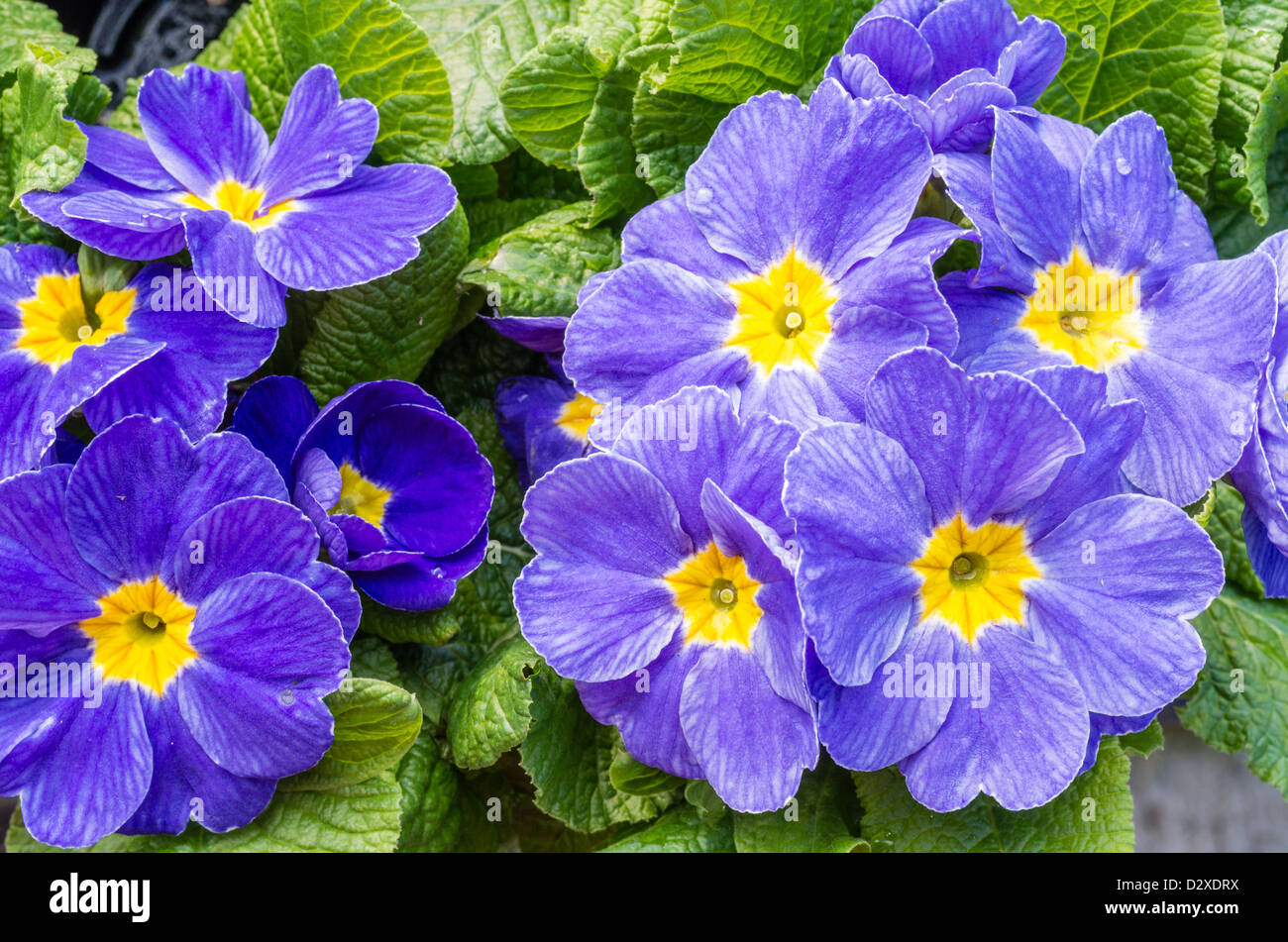 Two beautiful blue primroses in full flower Stock Photo - Alamy