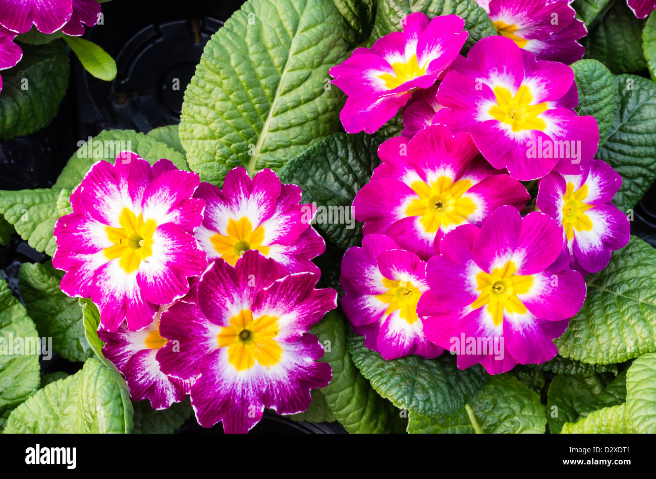 Two magenta flowers hi-res stock photography and images - Alamy