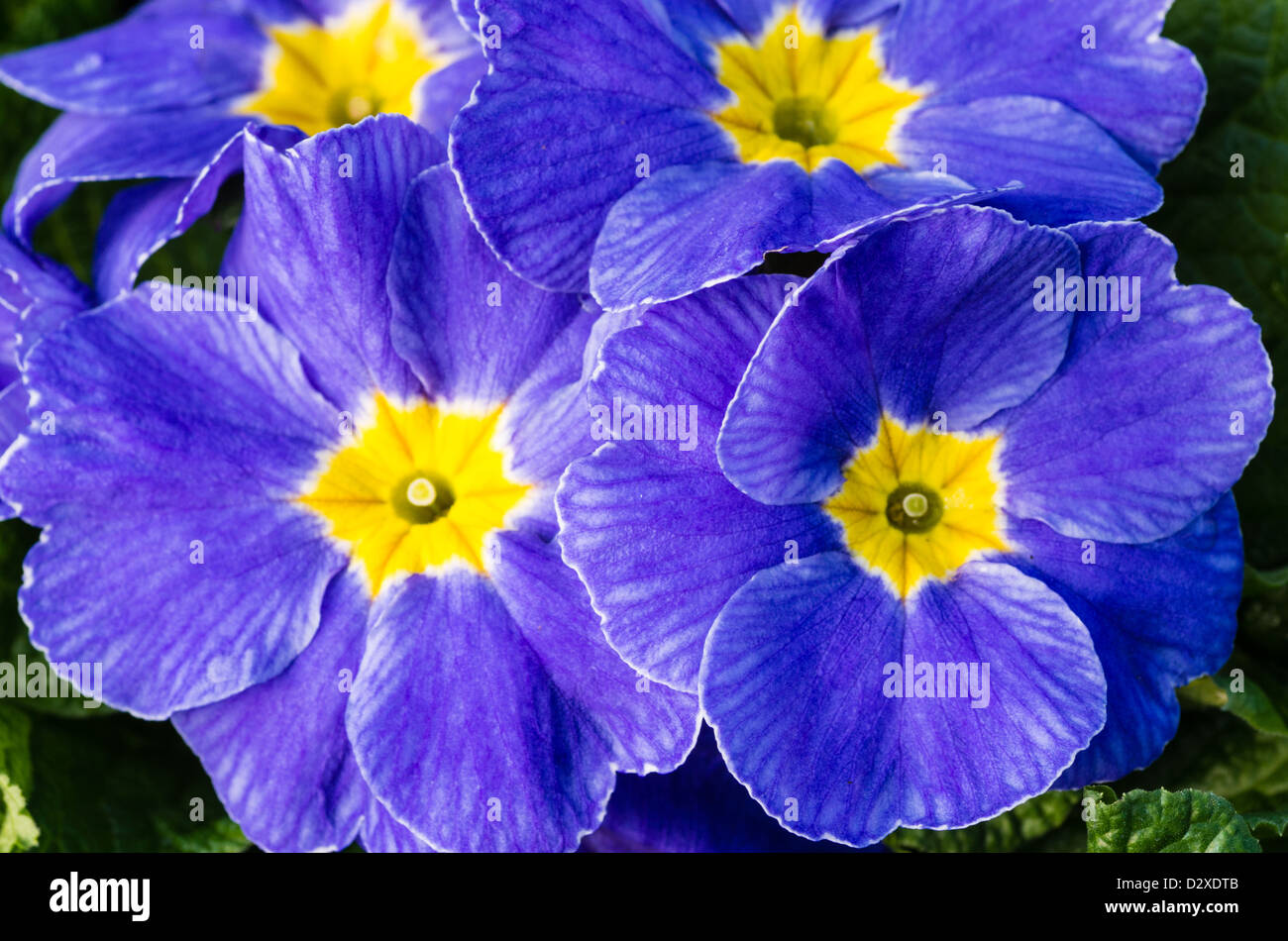 A group of blue blooming primrose flowers Stock Photo - Alamy