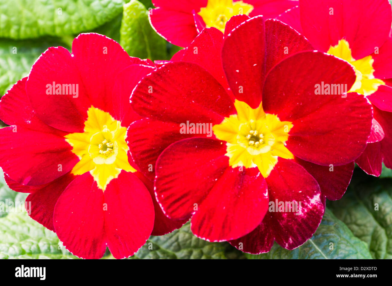 Red and yellow primrose flowers in full bloom Stock Photo - Alamy