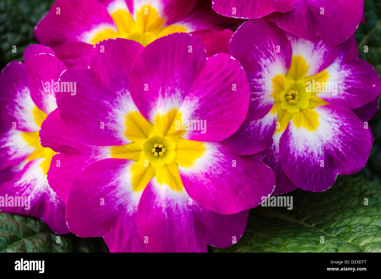 Garden horticulture magenta bud hi-res stock photography and images - Alamy