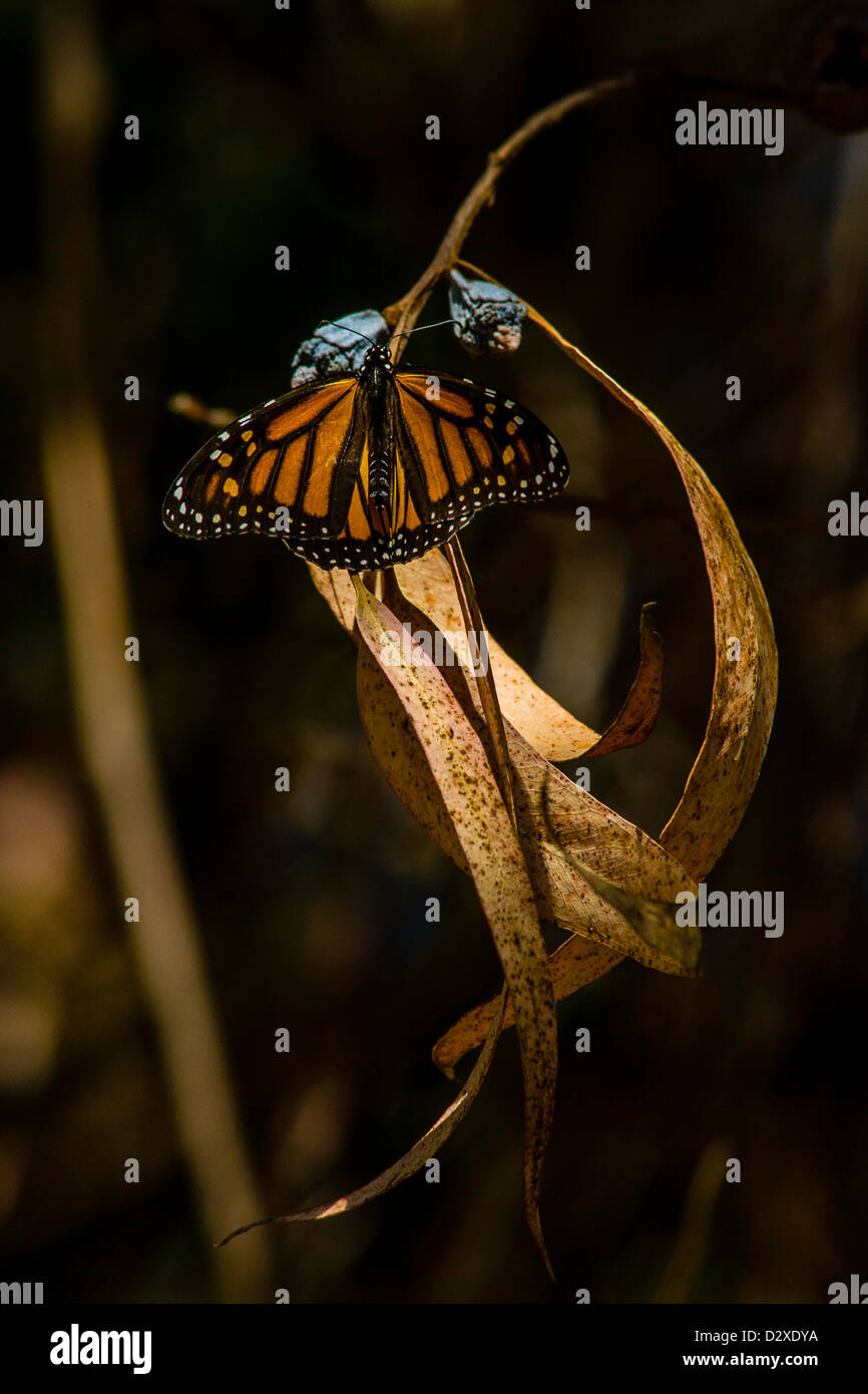 Dead monarch butterfly hi-res stock photography and images - Alamy