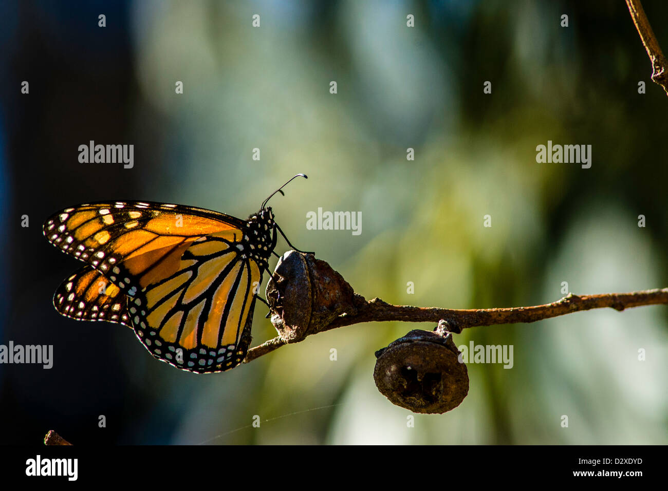 Monarch Butterfly on eucalyptus seed pod Stock Photo - Alamy
