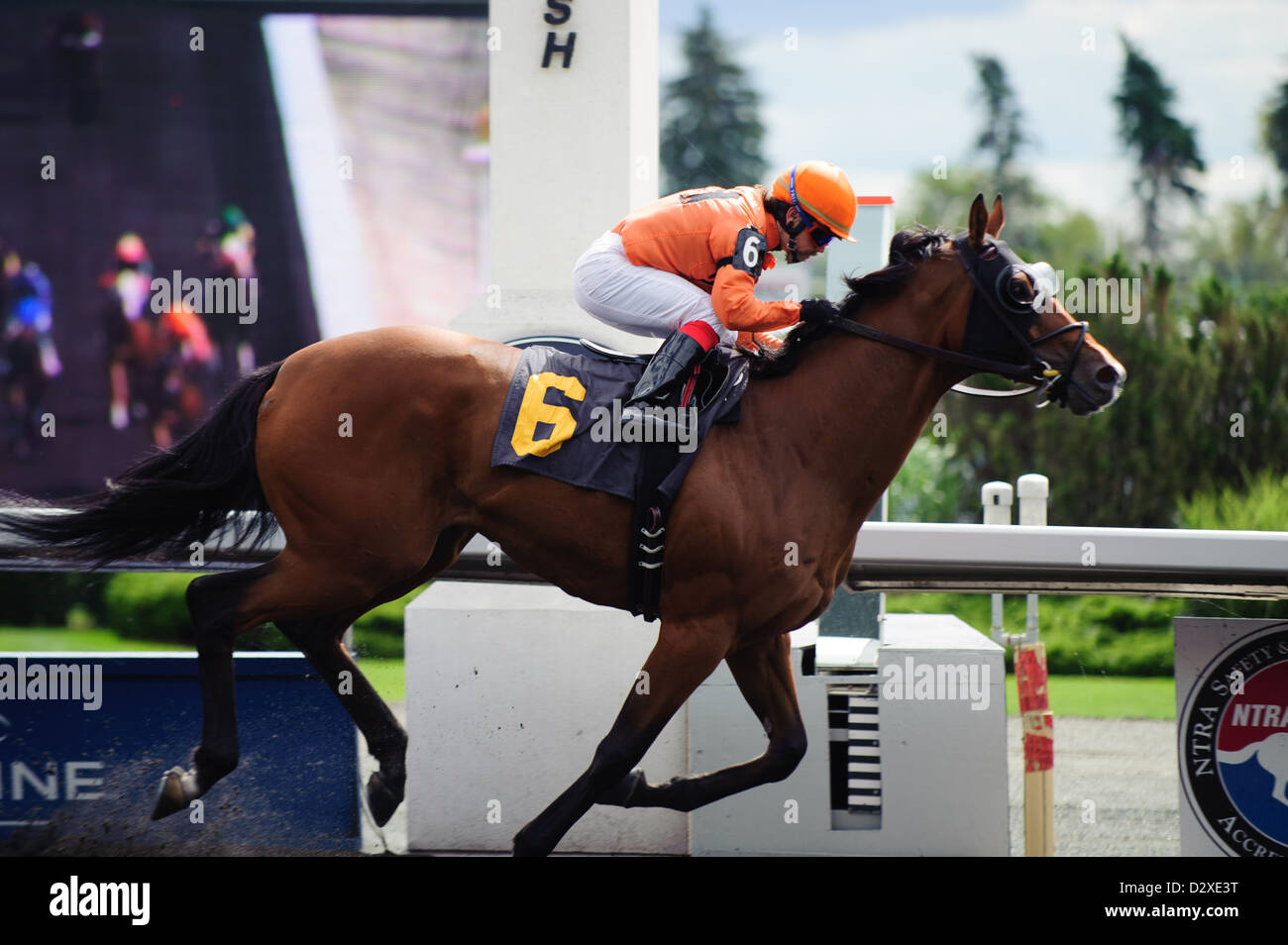 Bear's Tenor with jockey Justin Stein rides to victory at Woodbine Race ...