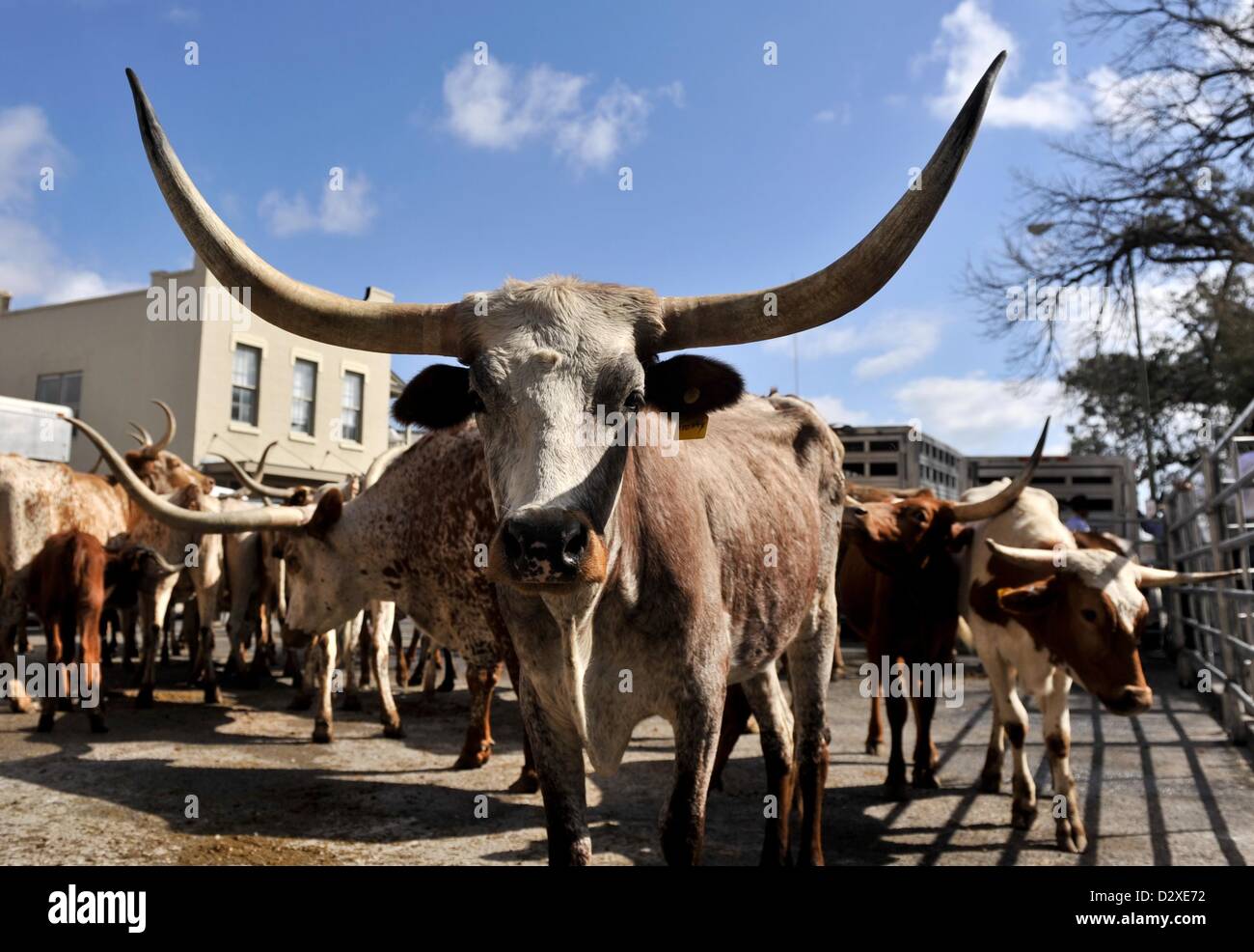 Downtown rodeo parade hi-res stock photography and images - Alamy