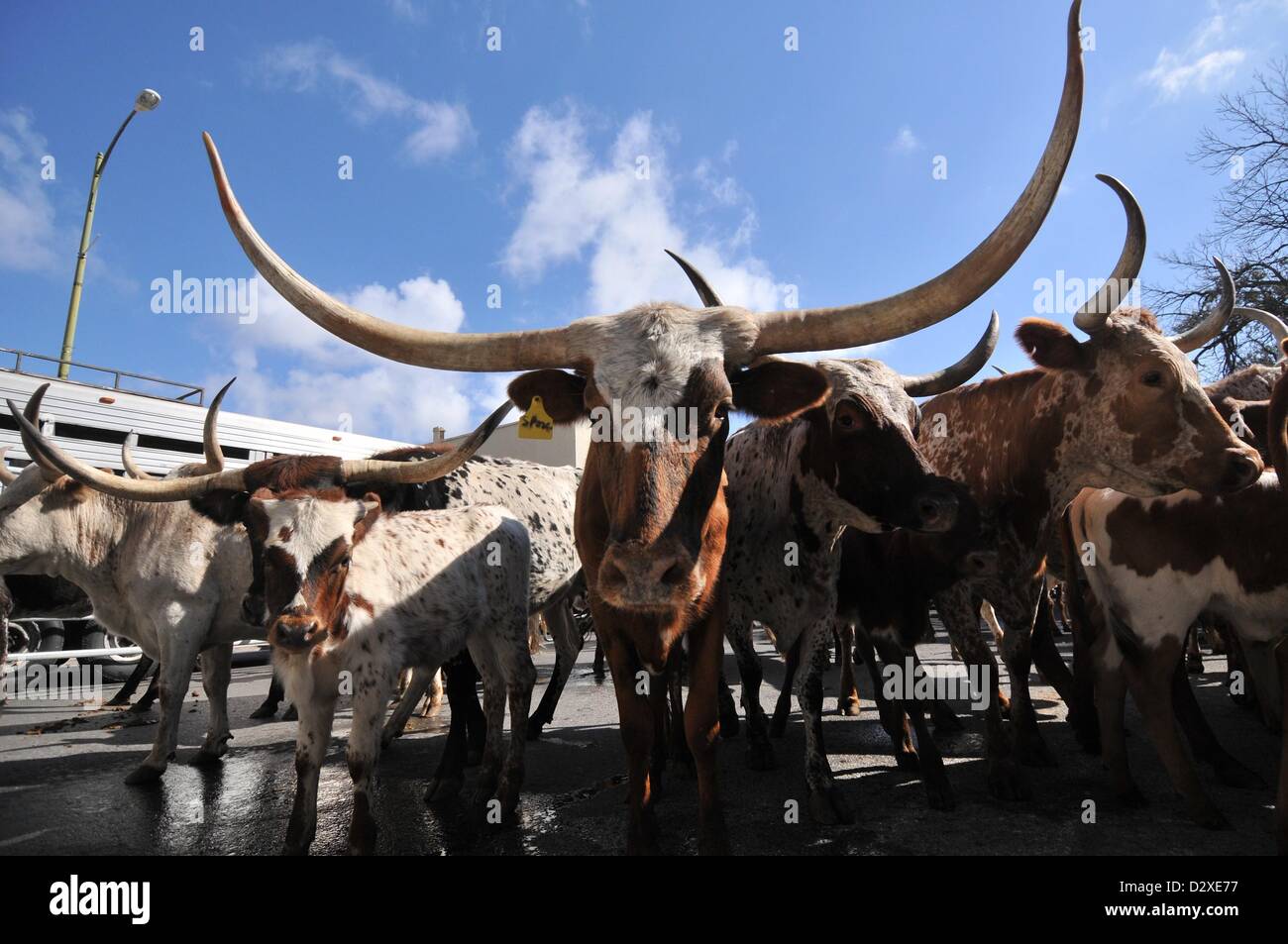 Downtown rodeo parade hi-res stock photography and images - Alamy