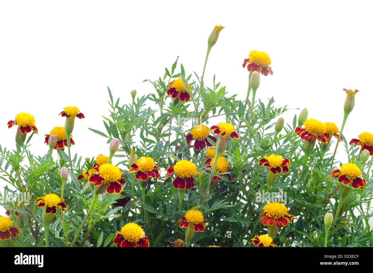 Marigold on tree isolated on white background Stock Photo - Alamy