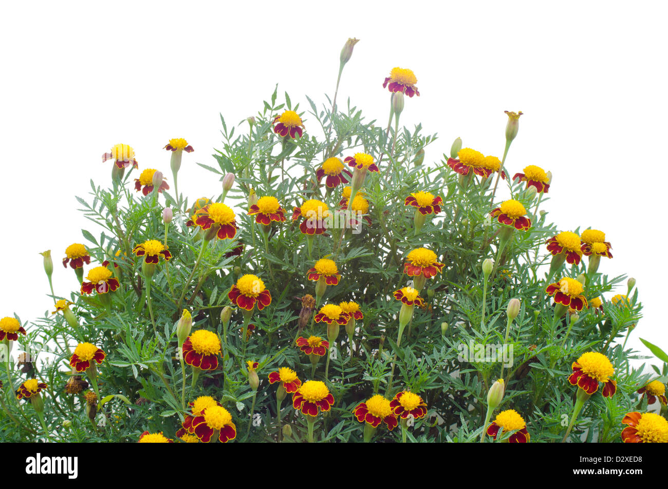 Marigold on tree isolated on white background Stock Photo - Alamy