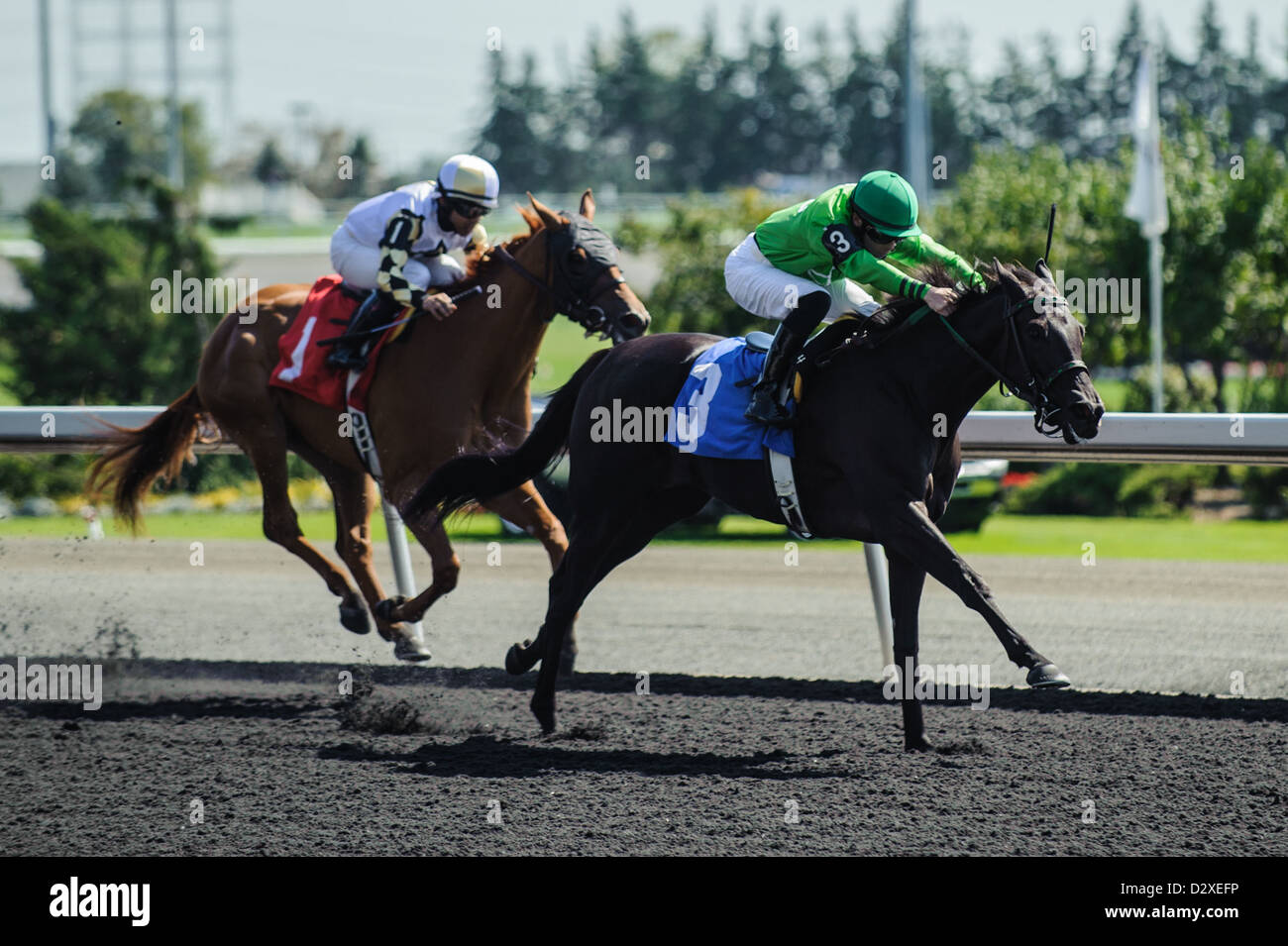 Jockey Emma-Jayne Wilson wrode D'wildcat Gold to a win and her 1000th ...