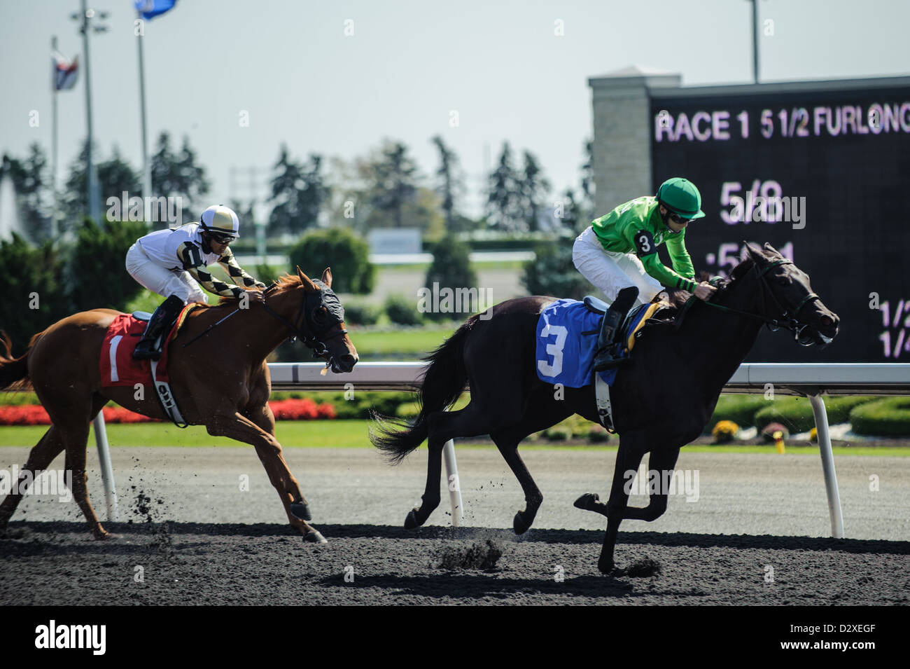 Jockey Emma-Jayne Wilson wrode D'wildcat Gold to a win and her 1000th ...