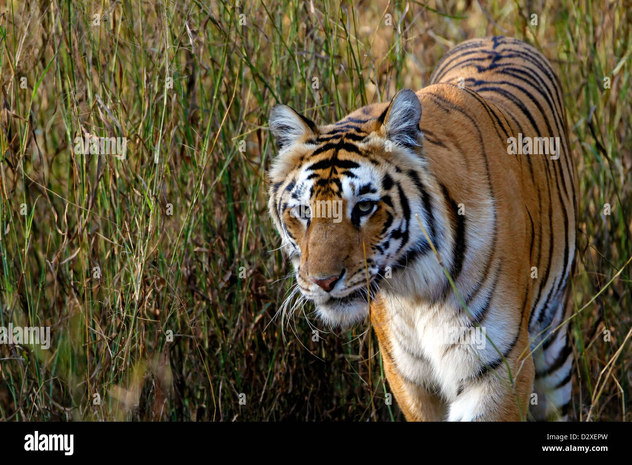 Tiger, Bengal Tiger, Ranthambore National Park,Rajasthan,Indian ...