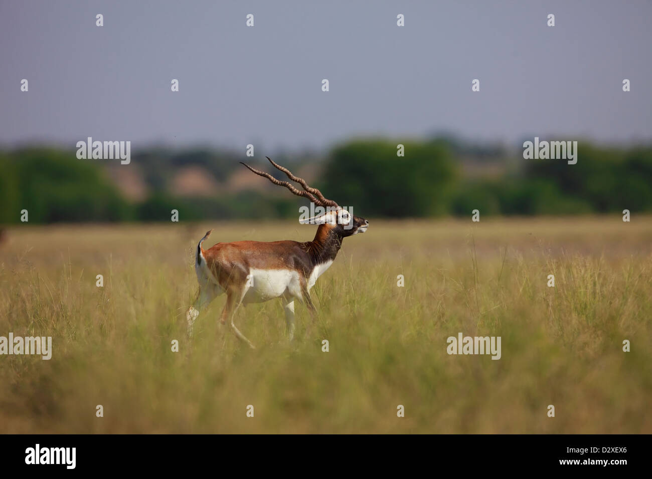 Blackbuck,Animals In The Wild,Animal,Wildlife,Indian wildlife ...
