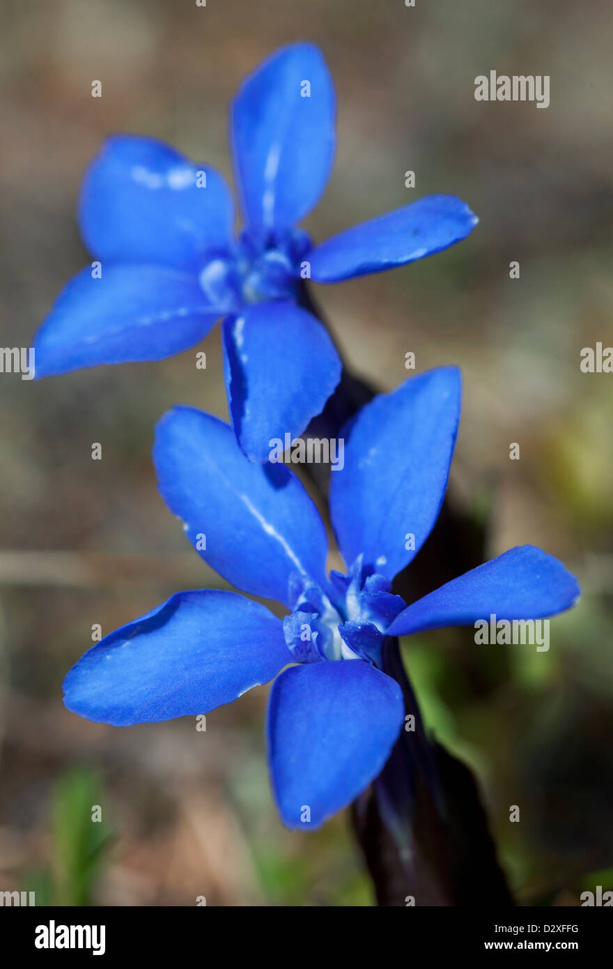 Alpineflower hi-res stock photography and images - Alamy