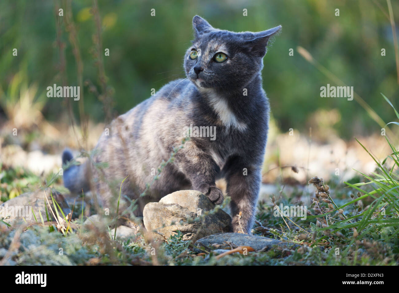 Beautiful black cat with bright green eyes and white whiskers hi-res ...
