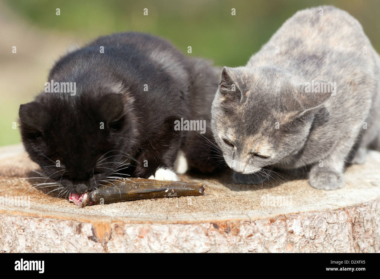 Two kittens eat fresh fish Stock Photo - Alamy