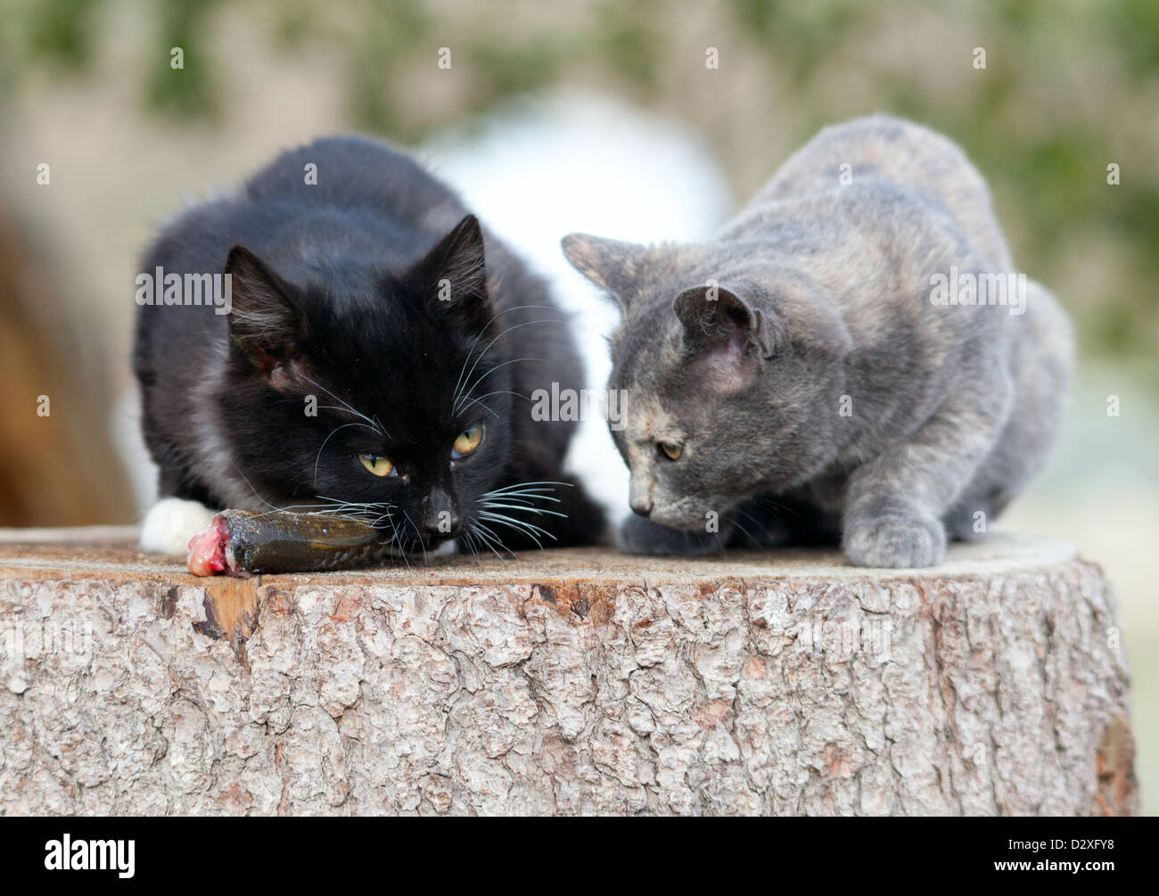 Two kittens eat fresh fish Stock Photo - Alamy