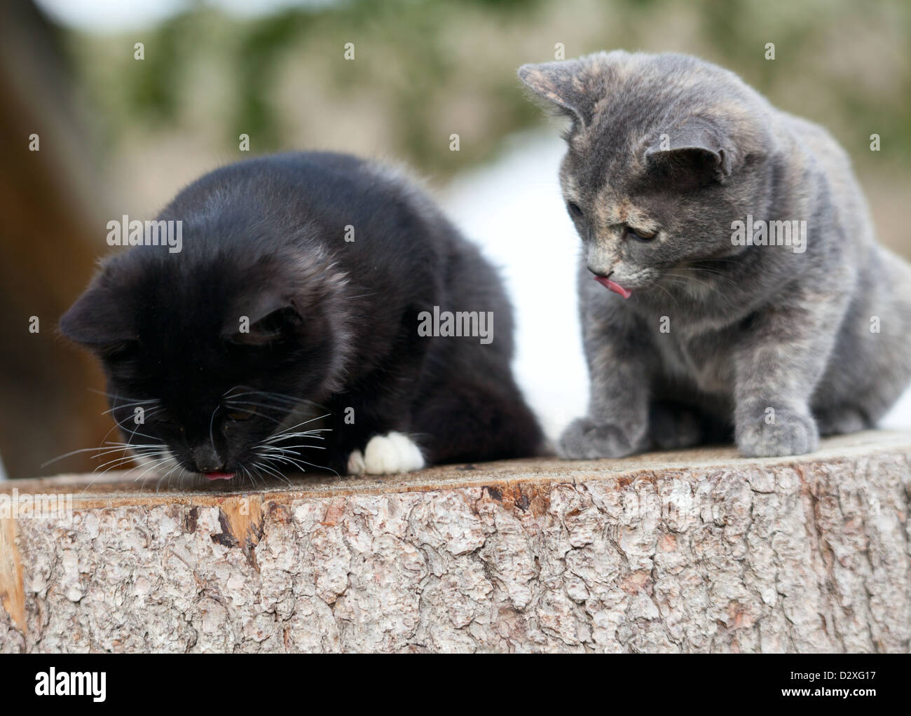 Two kittens eat fresh fish Stock Photo - Alamy
