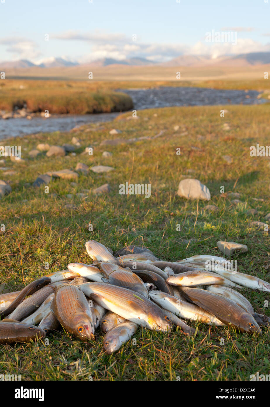 Rare trout hi-res stock photography and images - Alamy
