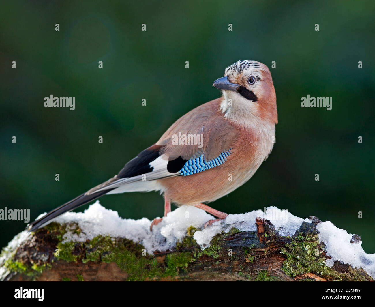 Eurasian jay in snow hi-res stock photography and images - Alamy