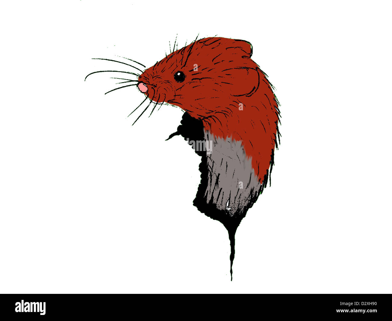 How To Draw A Vole Field Vole Step By Step Illustration Lizzie