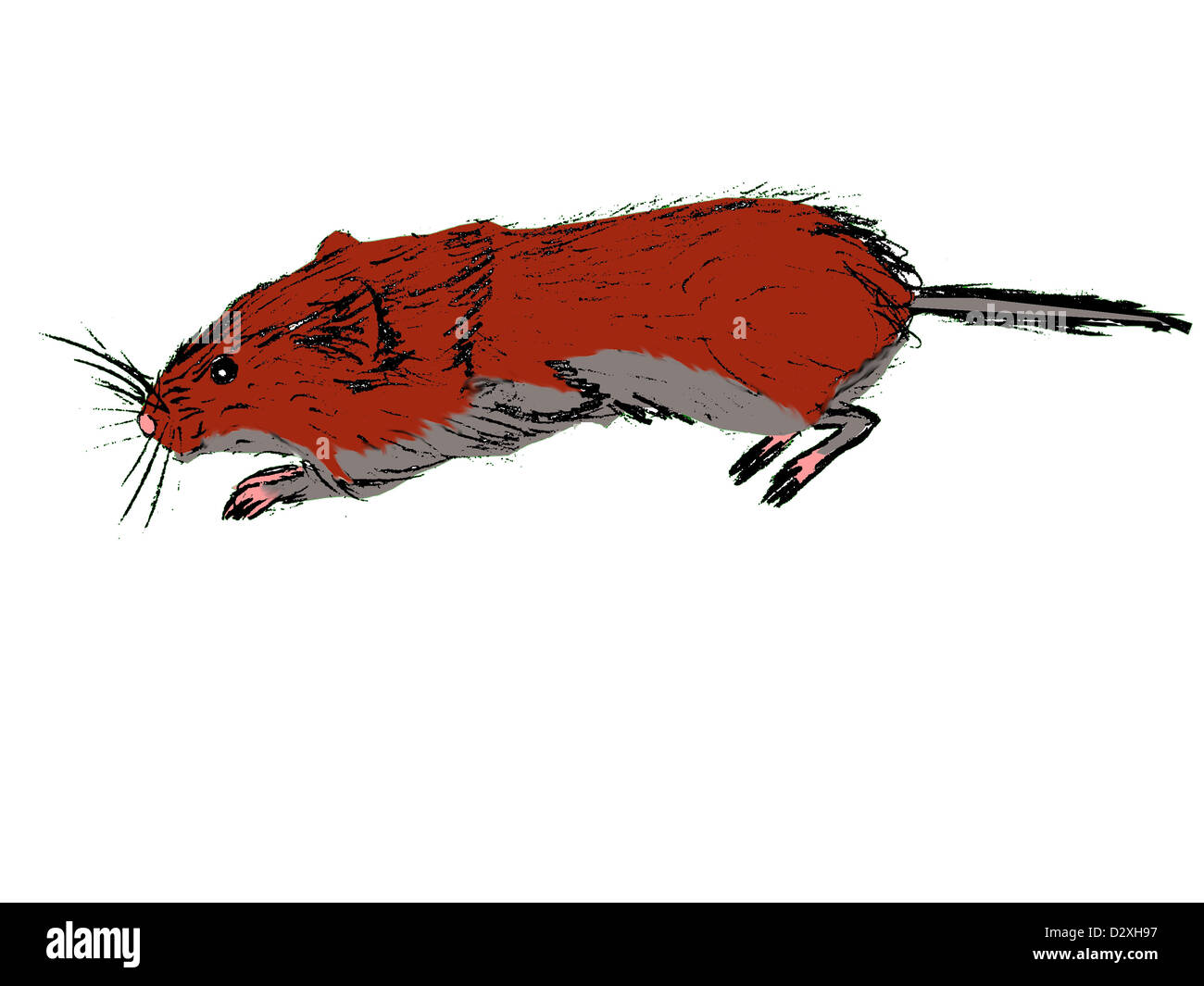 How To Draw A Vole Field Vole Step By Step Illustration Lizzie