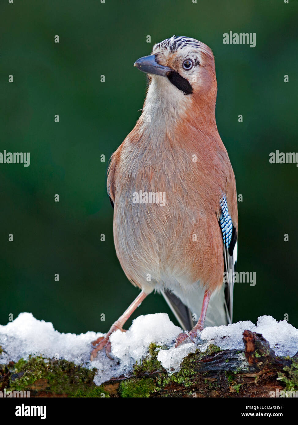 Jay snow hi-res stock photography and images - Alamy
