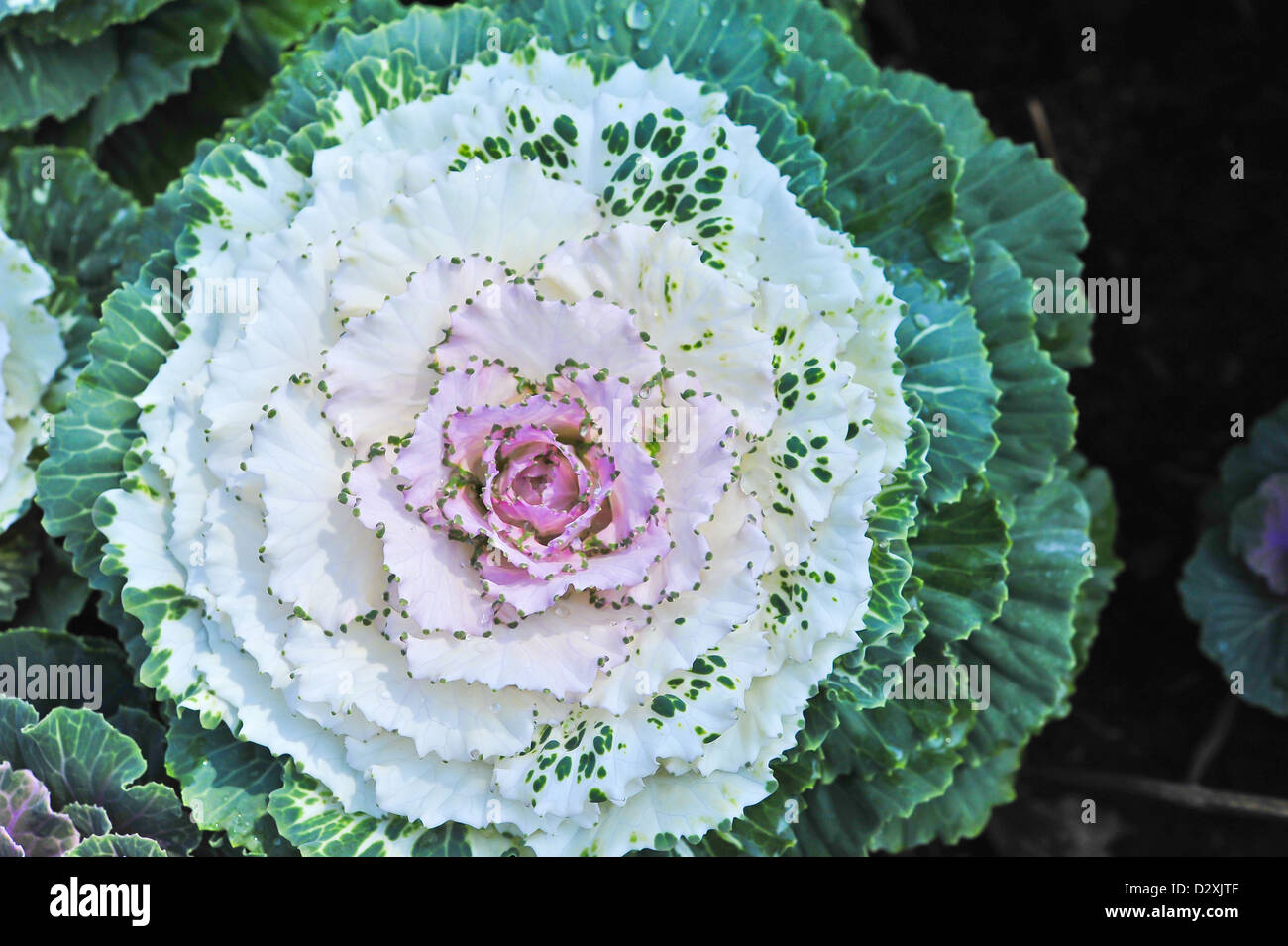 A flower of cabbage to decorate the garden Stock Photo - Alamy
