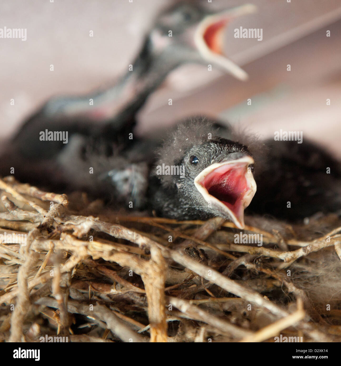 Blackbird chick hi-res stock photography and images - Alamy