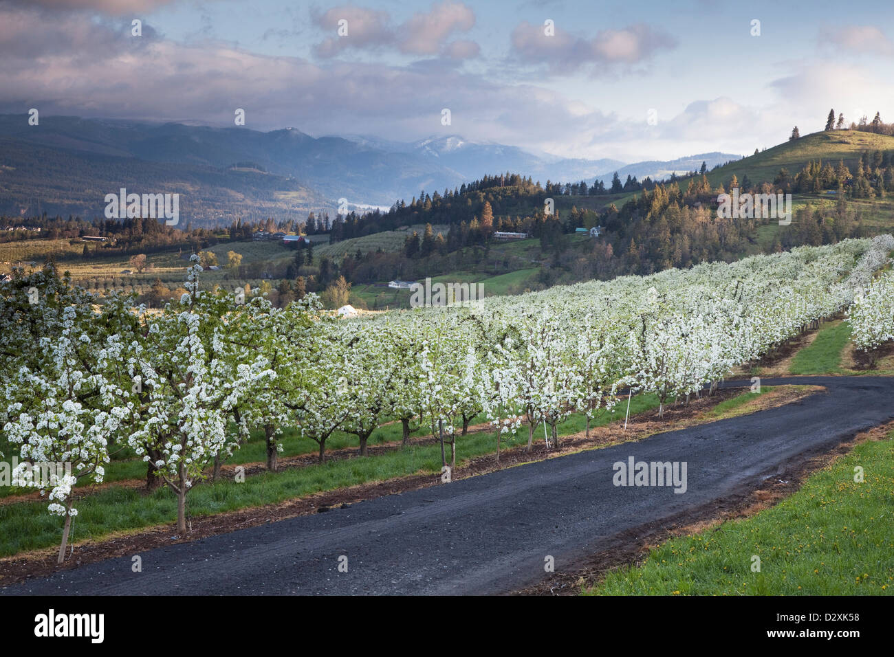 Orchard trees united states nobody hi-res stock photography and images ...