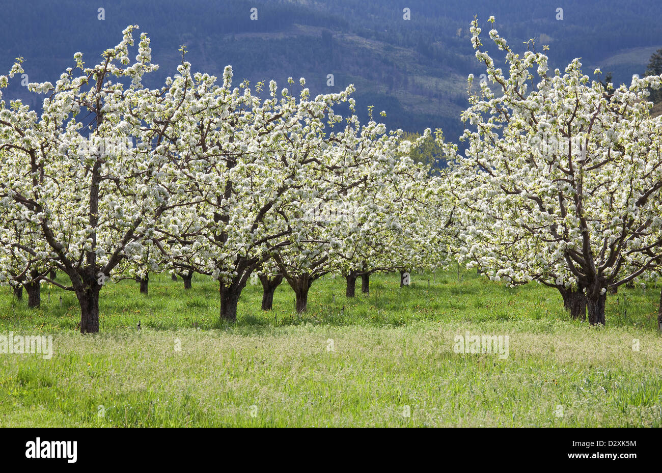 Blooming orchard trees Stock Photo - Alamy