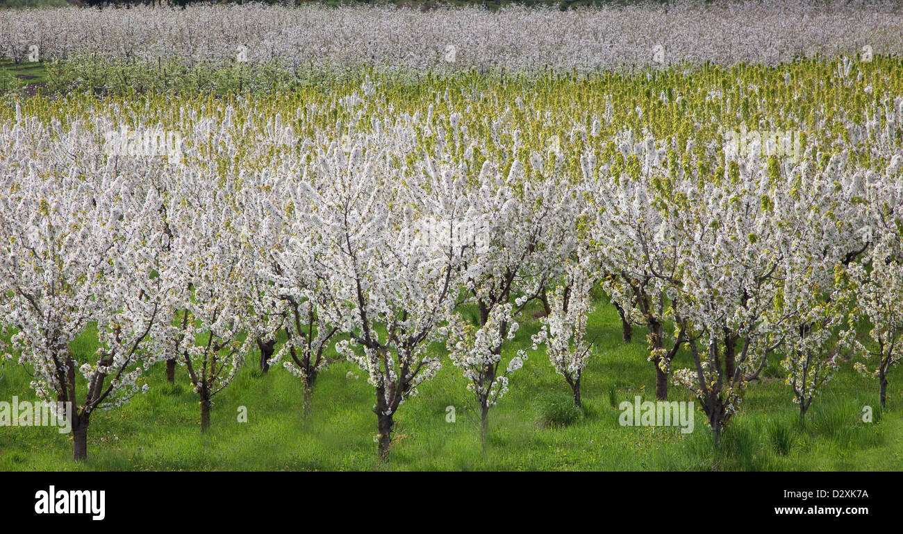 Blooming orchard trees Stock Photo - Alamy