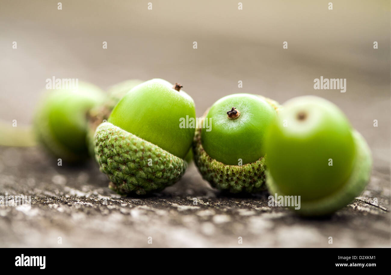Acorn seed dispersal hi-res stock photography and images - Alamy