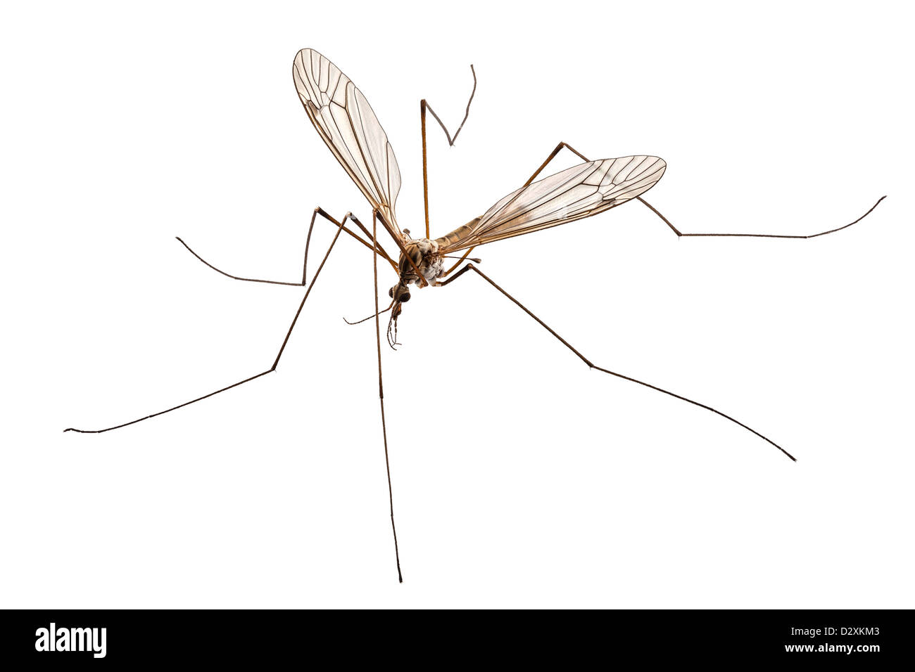 Cranefly species Tipula oleracea Stock Photo - Alamy