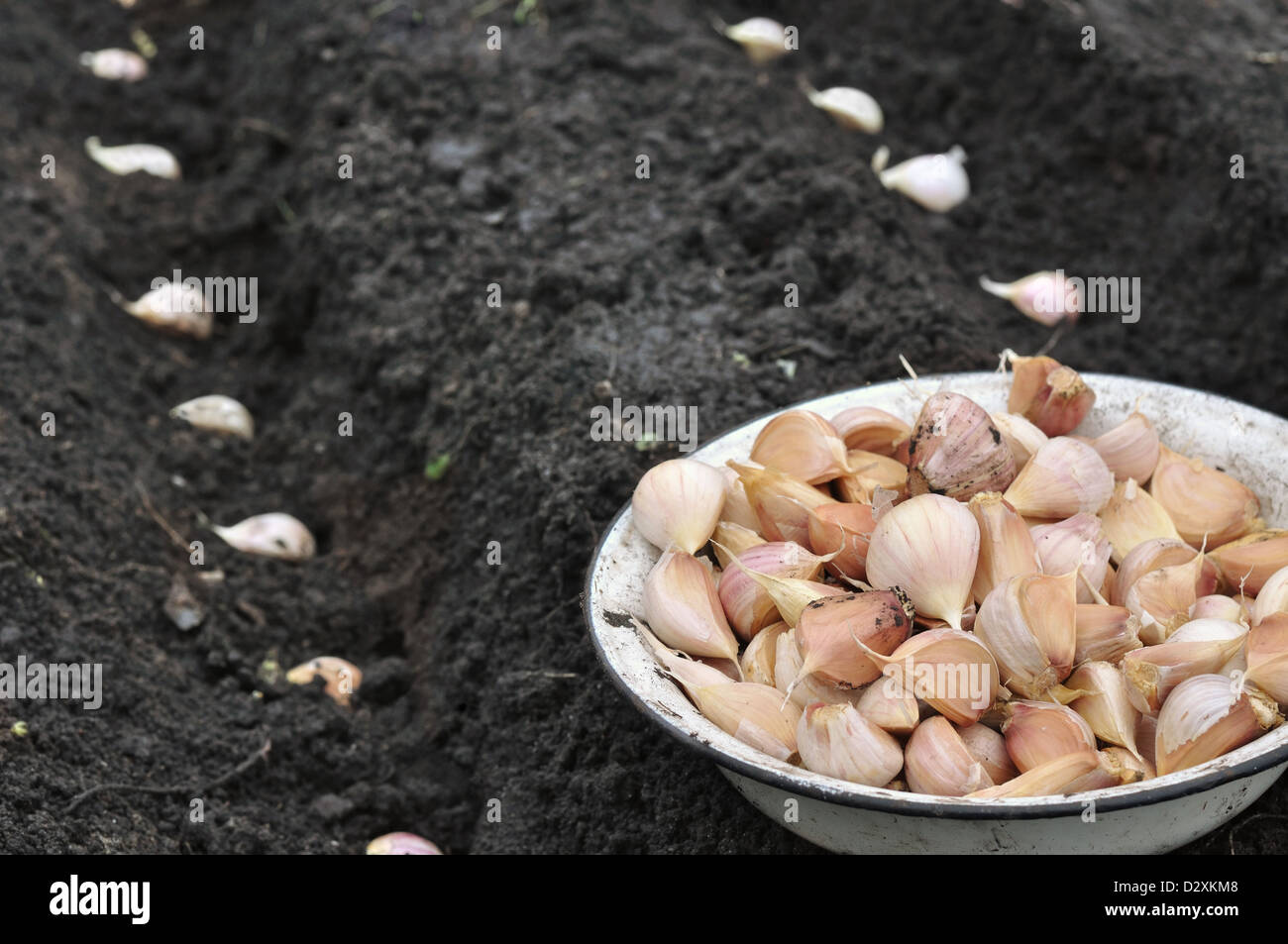 Garlic seeds hi-res stock photography and images - Alamy
