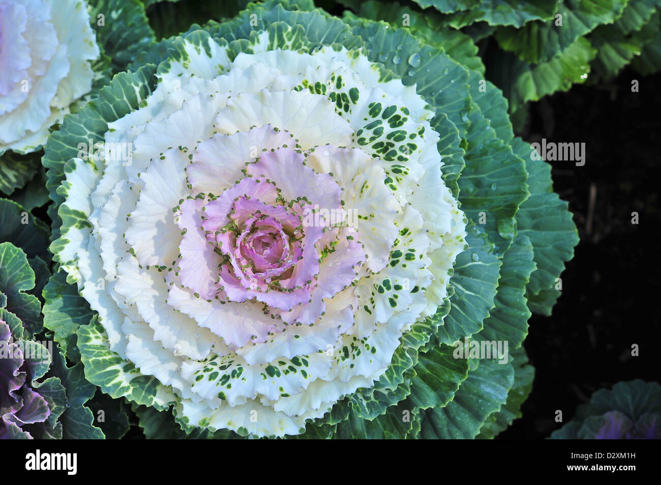 view of colorful ornamental cabbage Stock Photo - Alamy