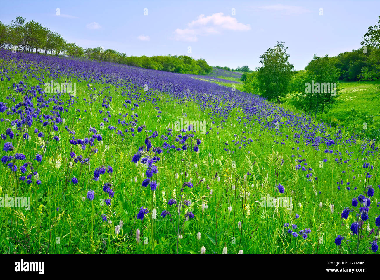 Summer blossoming Russian meadow with violet wild flowers landscape ...