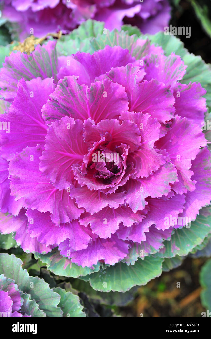 multicolor decorative cabbage in blossom Stock Photo - Alamy