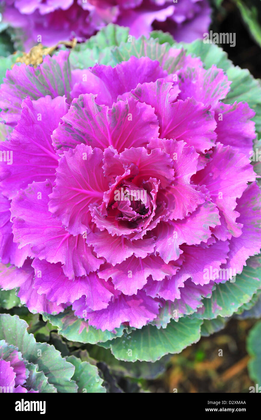 Decorative cabbage hi-res stock photography and images - Alamy