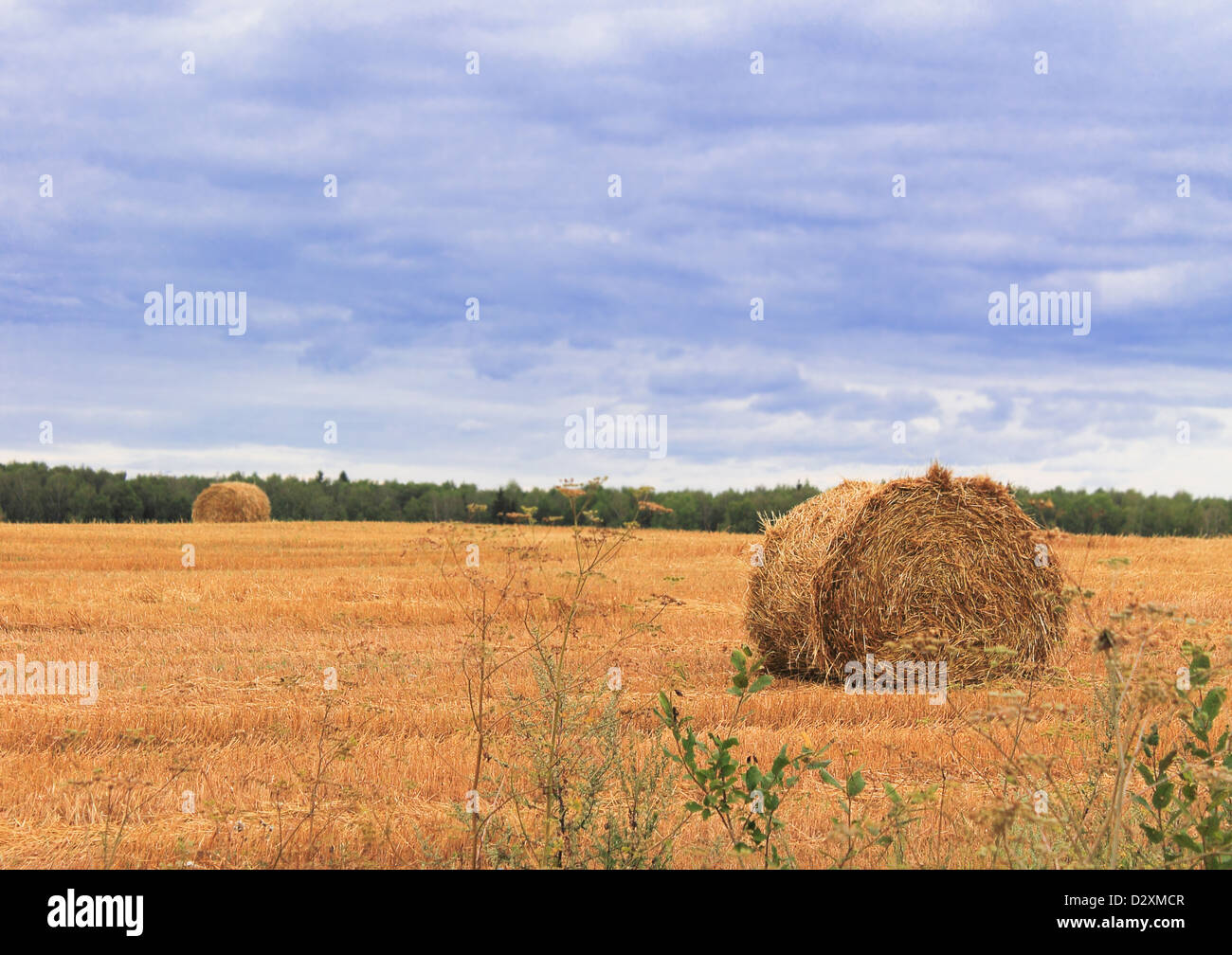 Wind farm filed in hi-res stock photography and images - Alamy