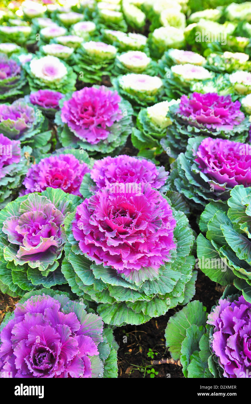 the pink purple of cabbage flower Stock Photo - Alamy