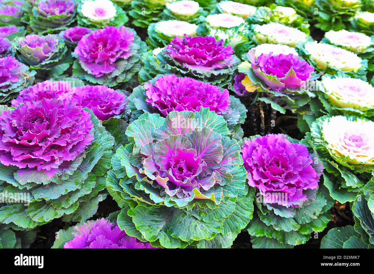 the pink purple of cabbage flower Stock Photo - Alamy