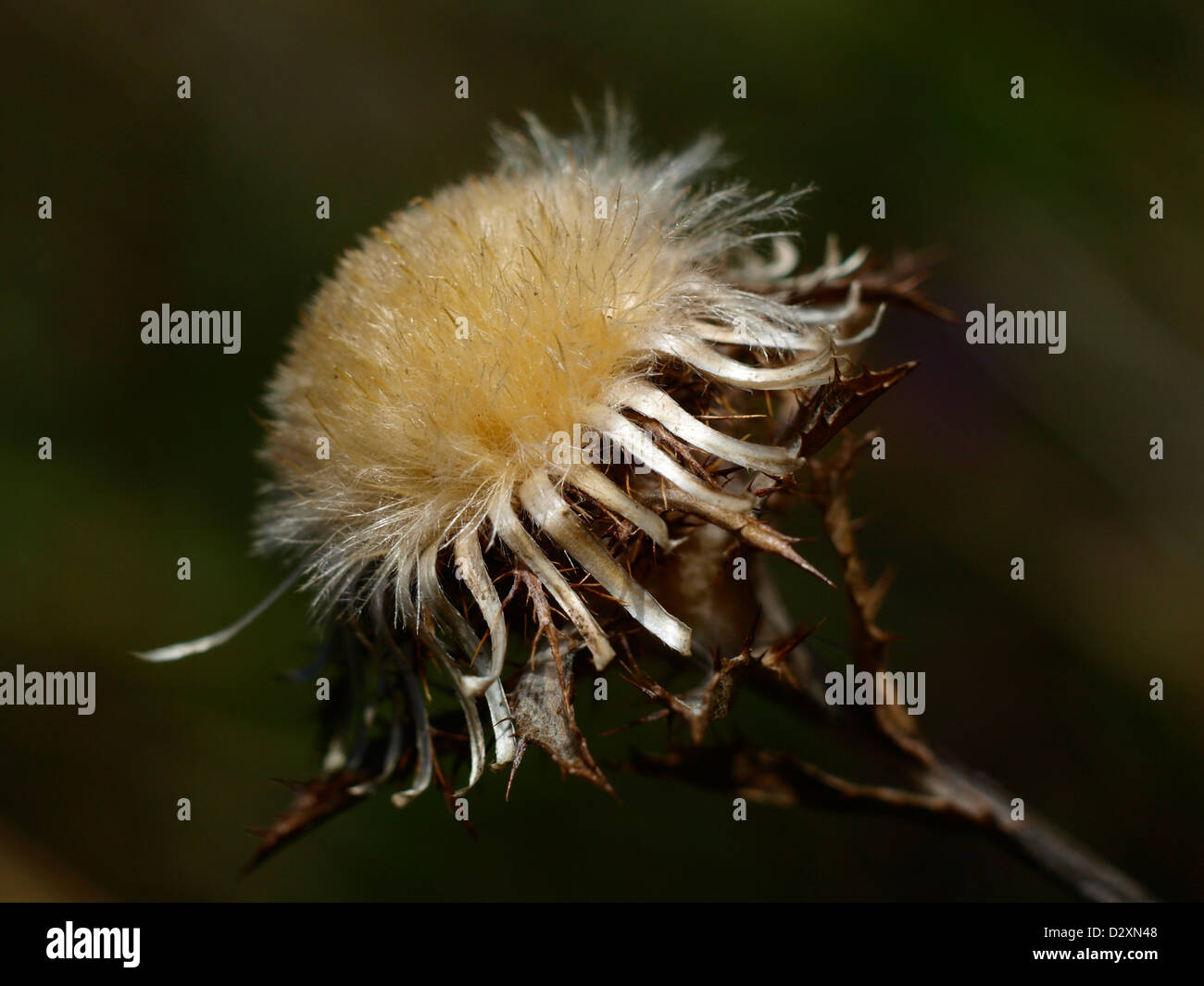 Sere flower hi-res stock photography and images - Alamy