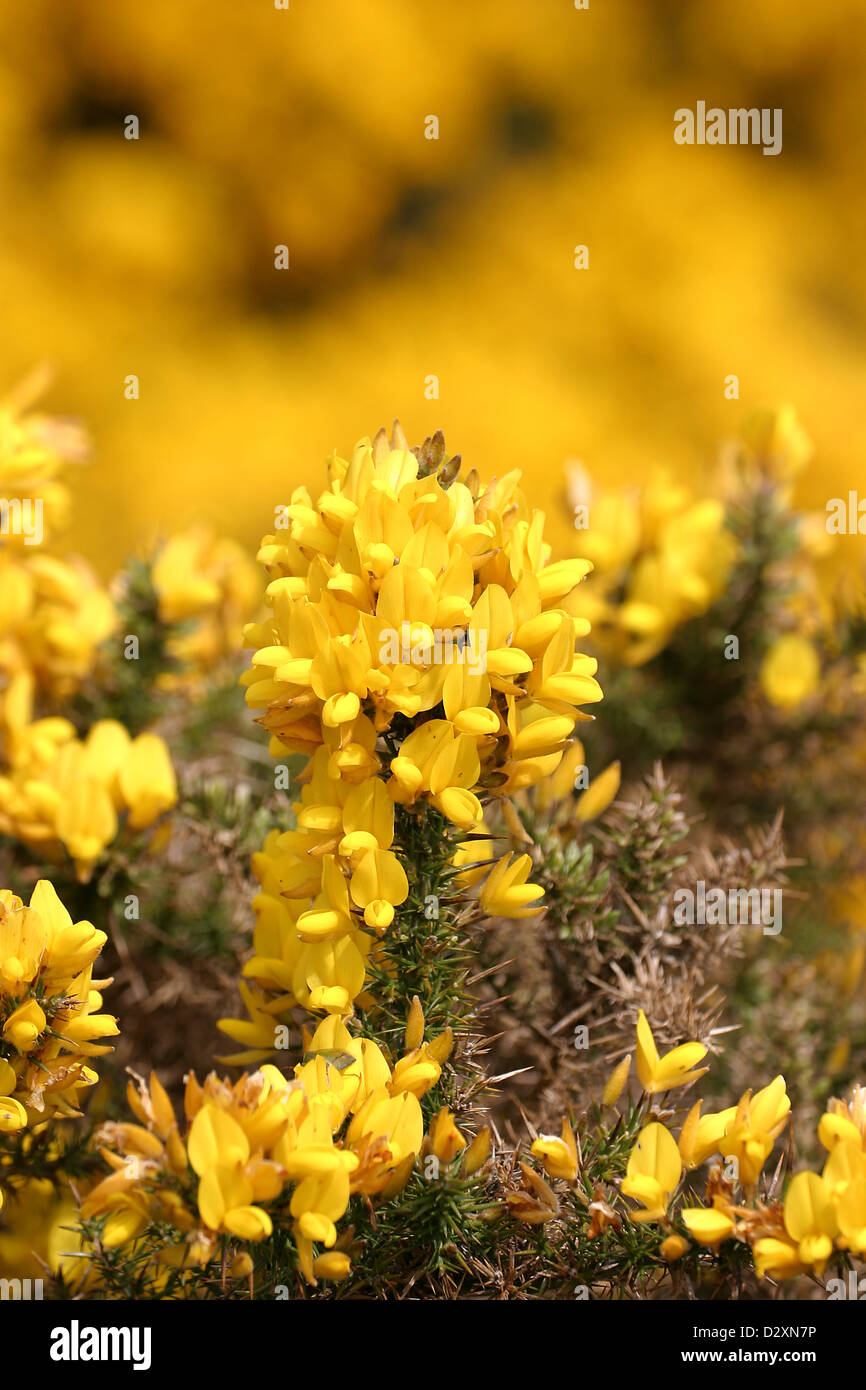 Broom in Bloom. Montrose Scotland Stock Photo - Alamy