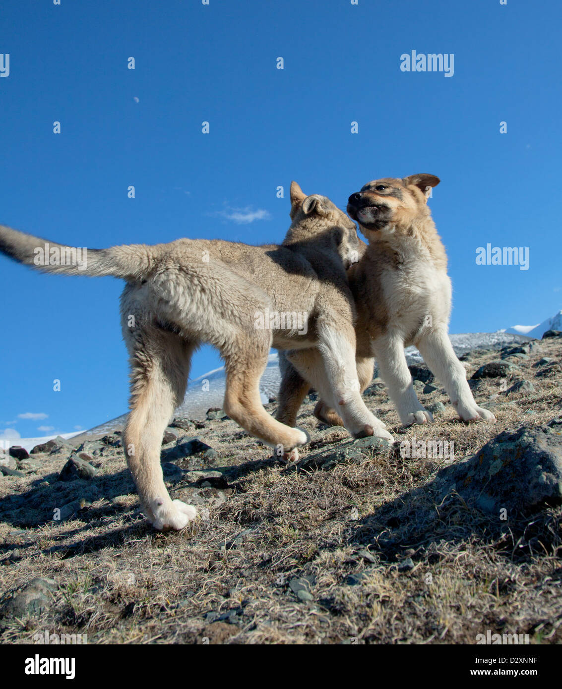 Altai Dog High Resolution Stock Photography and Images - Alamy
