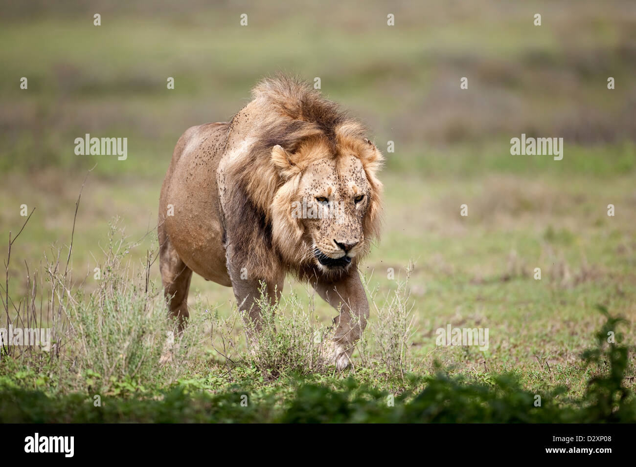 Lion Panthera Leo covered in flies walking across the grassland of the ...