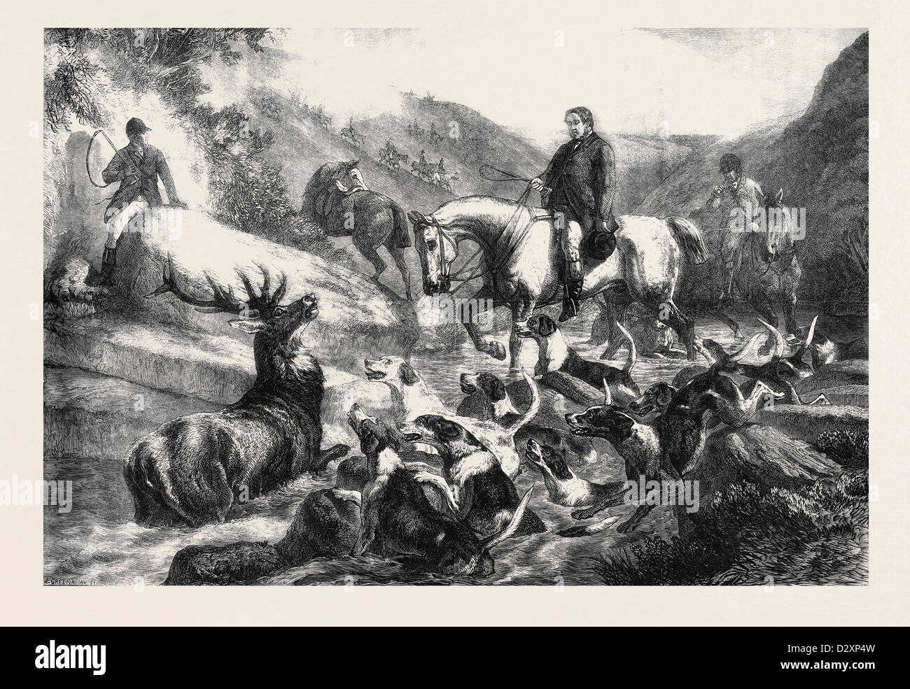 Stag at bay hi-res stock photography and images - Alamy