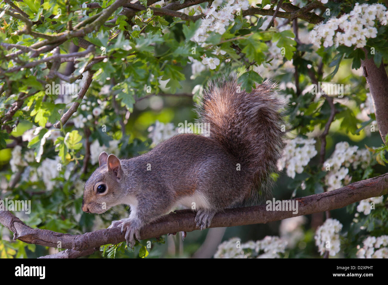 Grey squirrel in hawthorn tree hi-res stock photography and images - Alamy