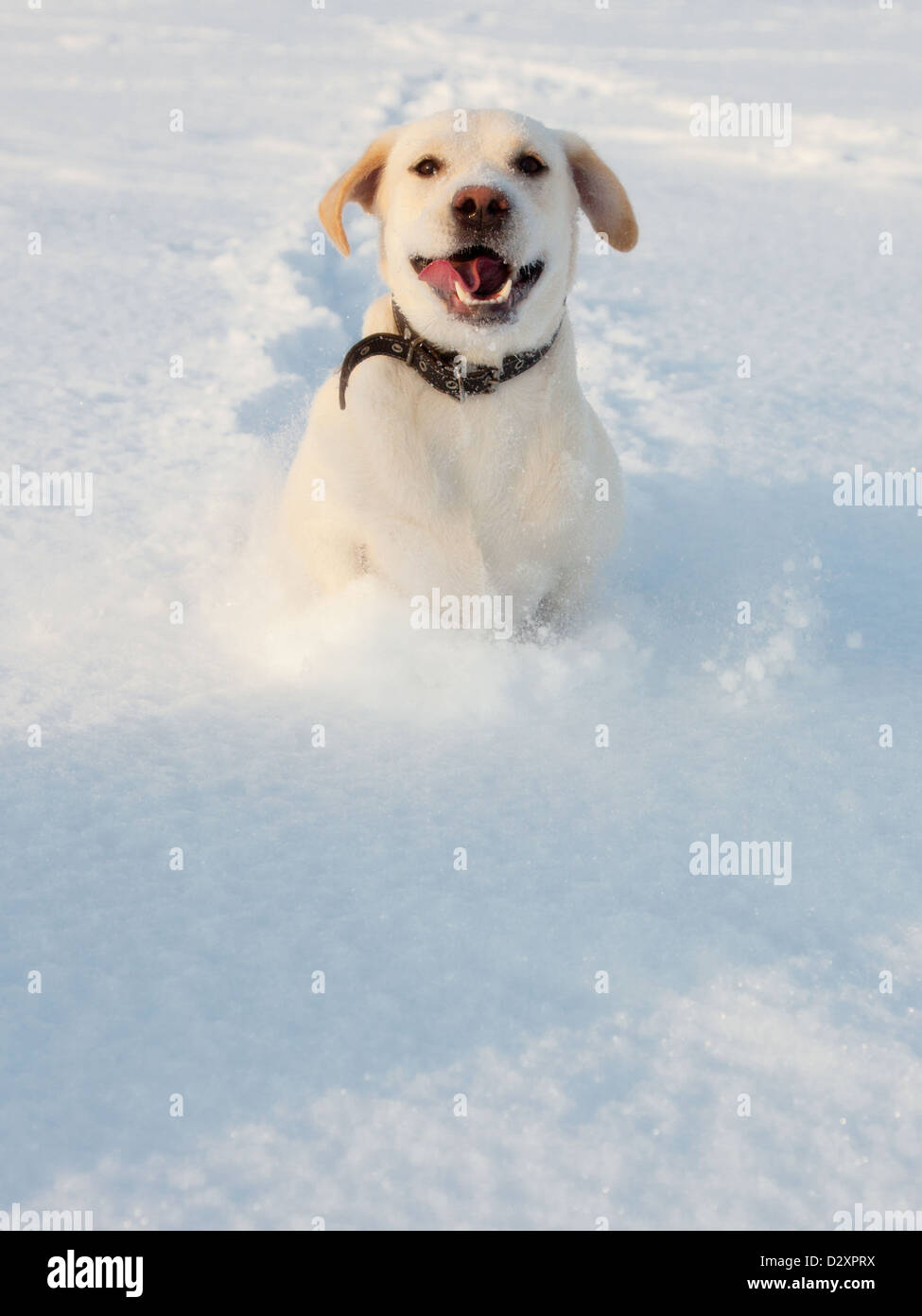 Ritriver Labrador in the snow in winter Stock Photo - Alamy