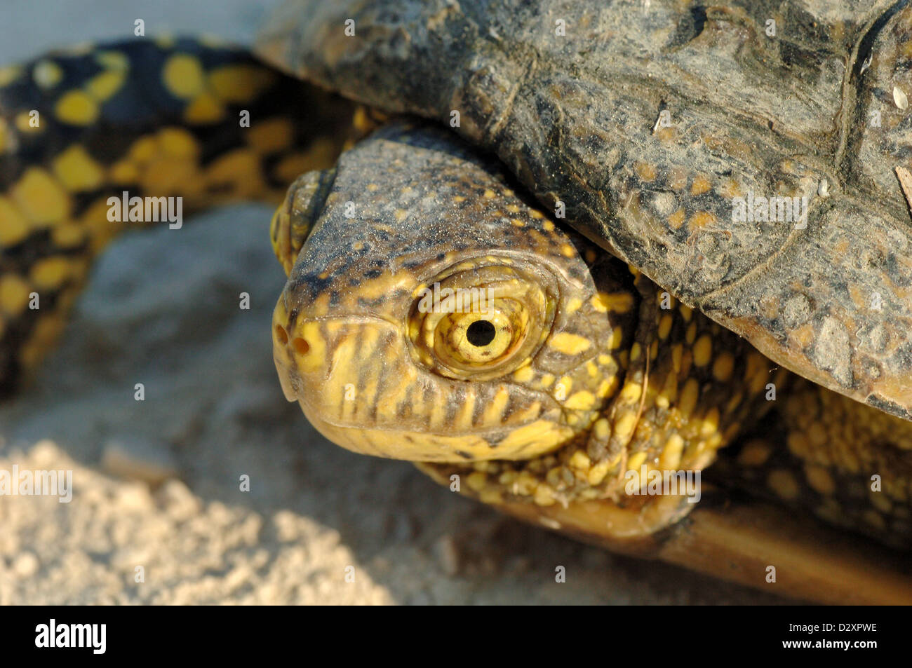 Portrait of Common European Pond Turtle, aka European Pond Terrapin or ...