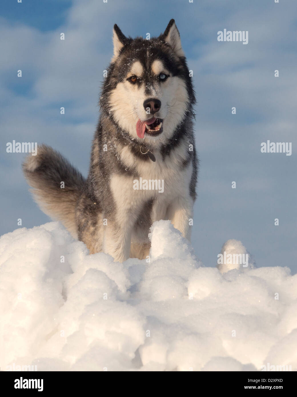 Male Husky in a snowy field in winter in Siberia Stock Photo - Alamy